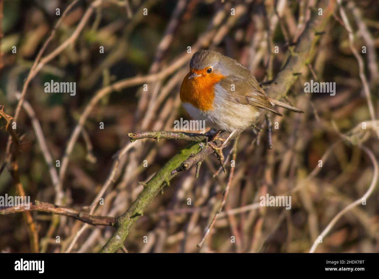 Robin sparrow hi-res stock photography and images - Alamy