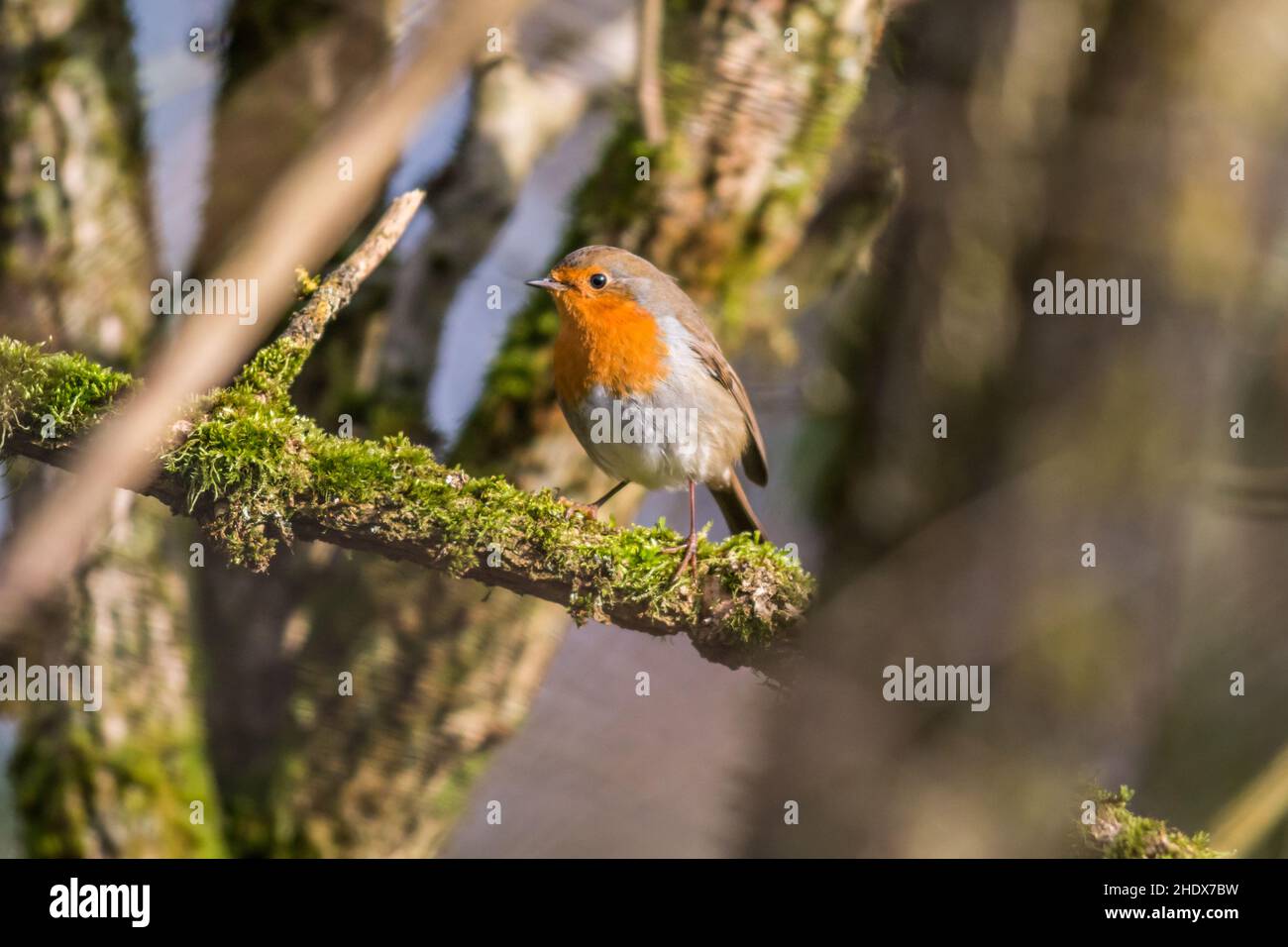Robin sparrow hi-res stock photography and images - Alamy