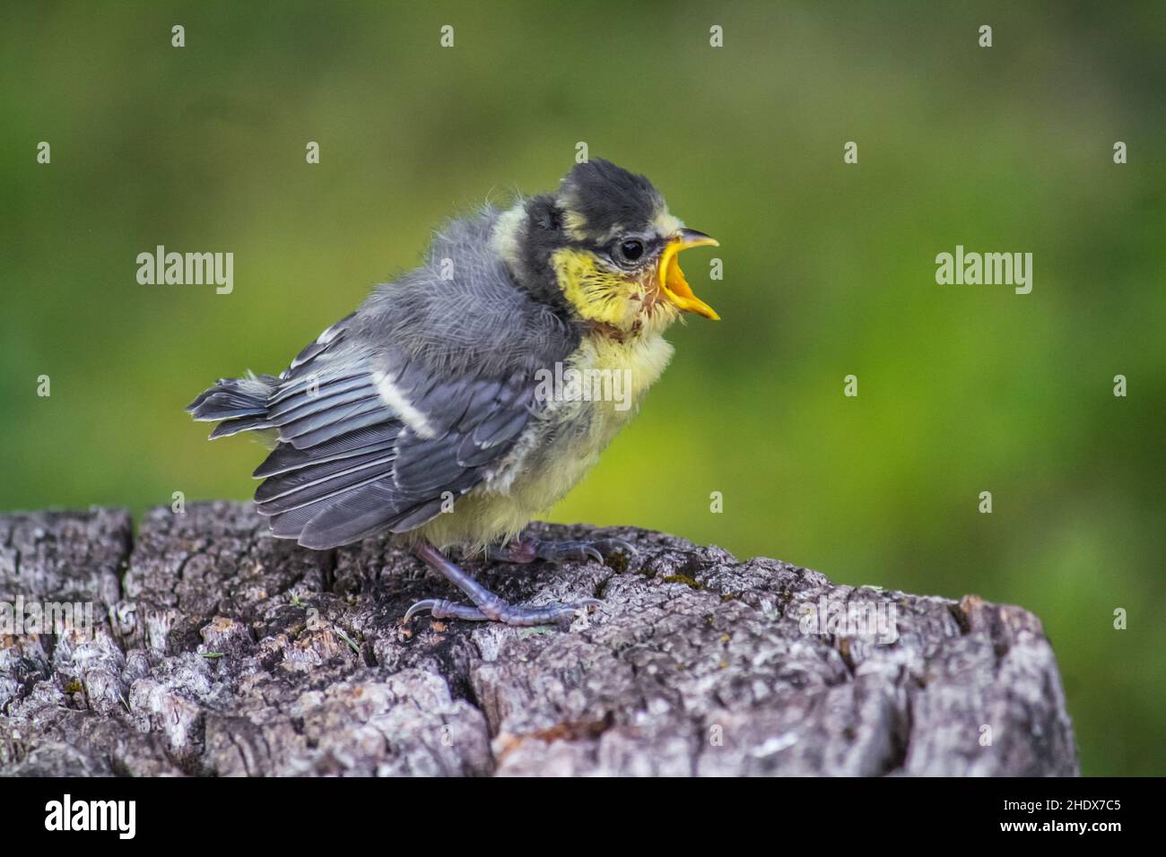 hungry, tomtit, young bird, tomtits, young birds Stock Photo - Alamy