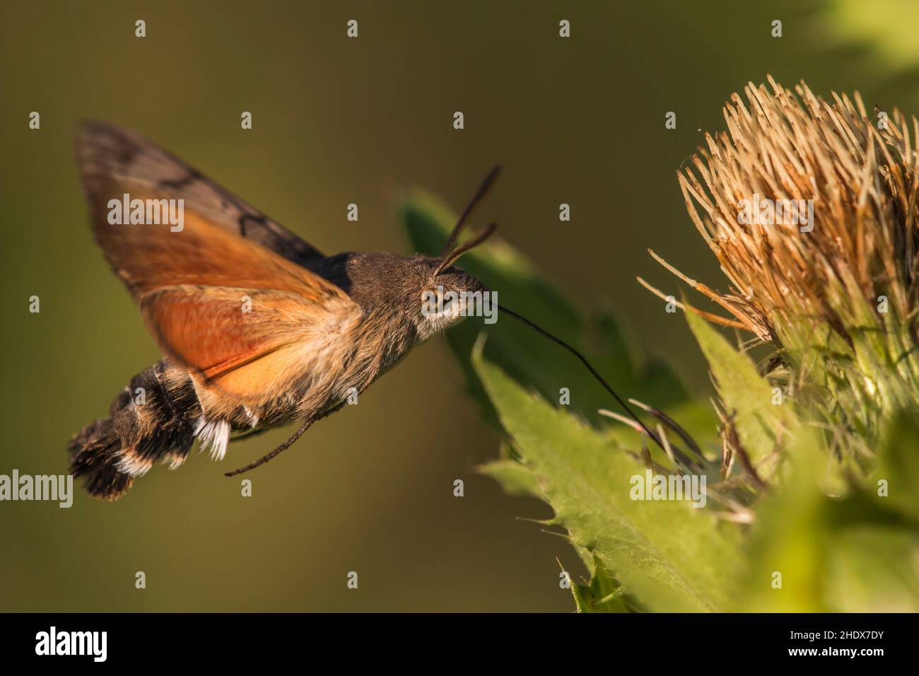 butterfly, hummingbird hawk-moth, butterflies, hummingbird hawk-moths Stock Photo - Alamy