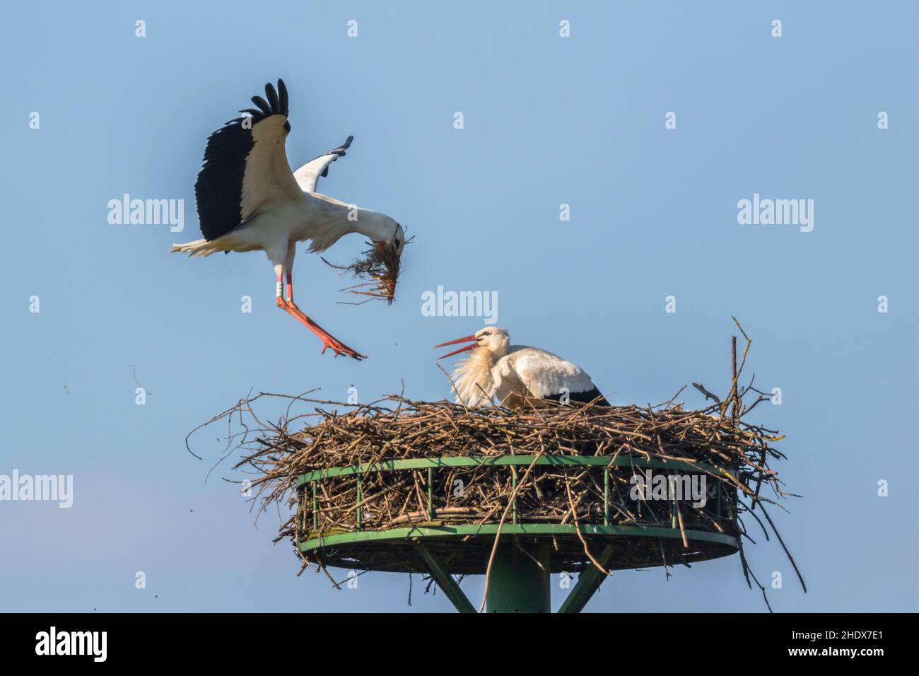 Wildlife couples hi-res stock photography and images - Alamy