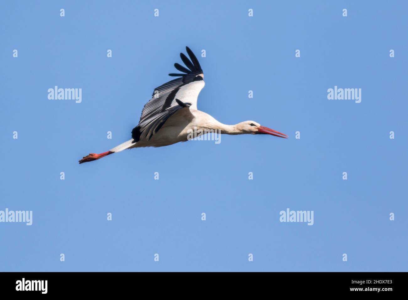 flying, stork, fly, to fly, storks Stock Photo - Alamy