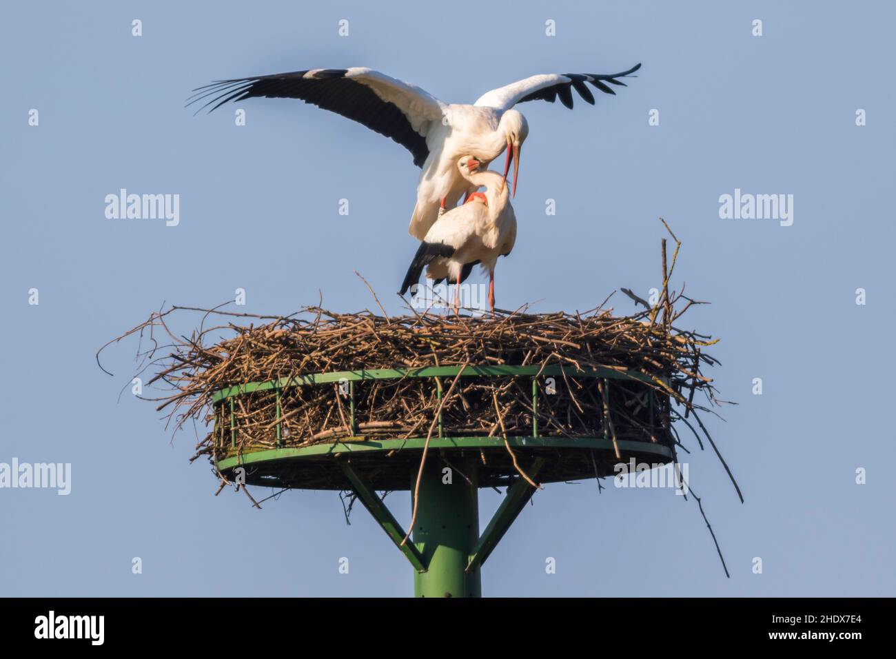 stork, animal couple, storks, animal couples Stock Photo - Alamy