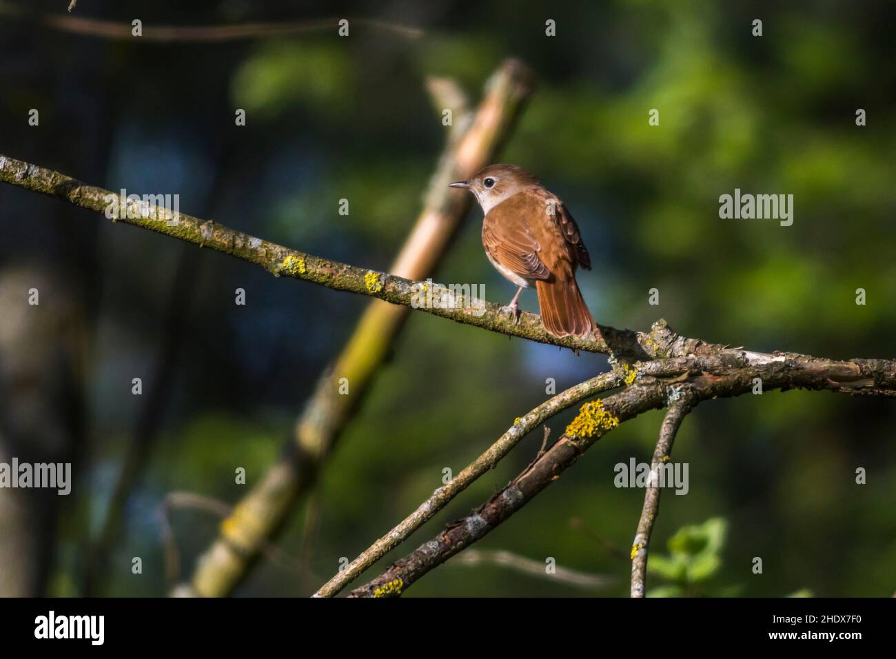 nightingale, common nightingale, luscinia megarhynchos, rufous ...