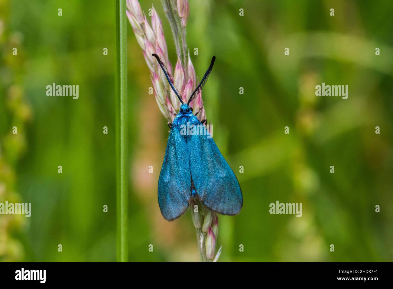 butterfly, adscita statices, butterflies Stock Photo - Alamy