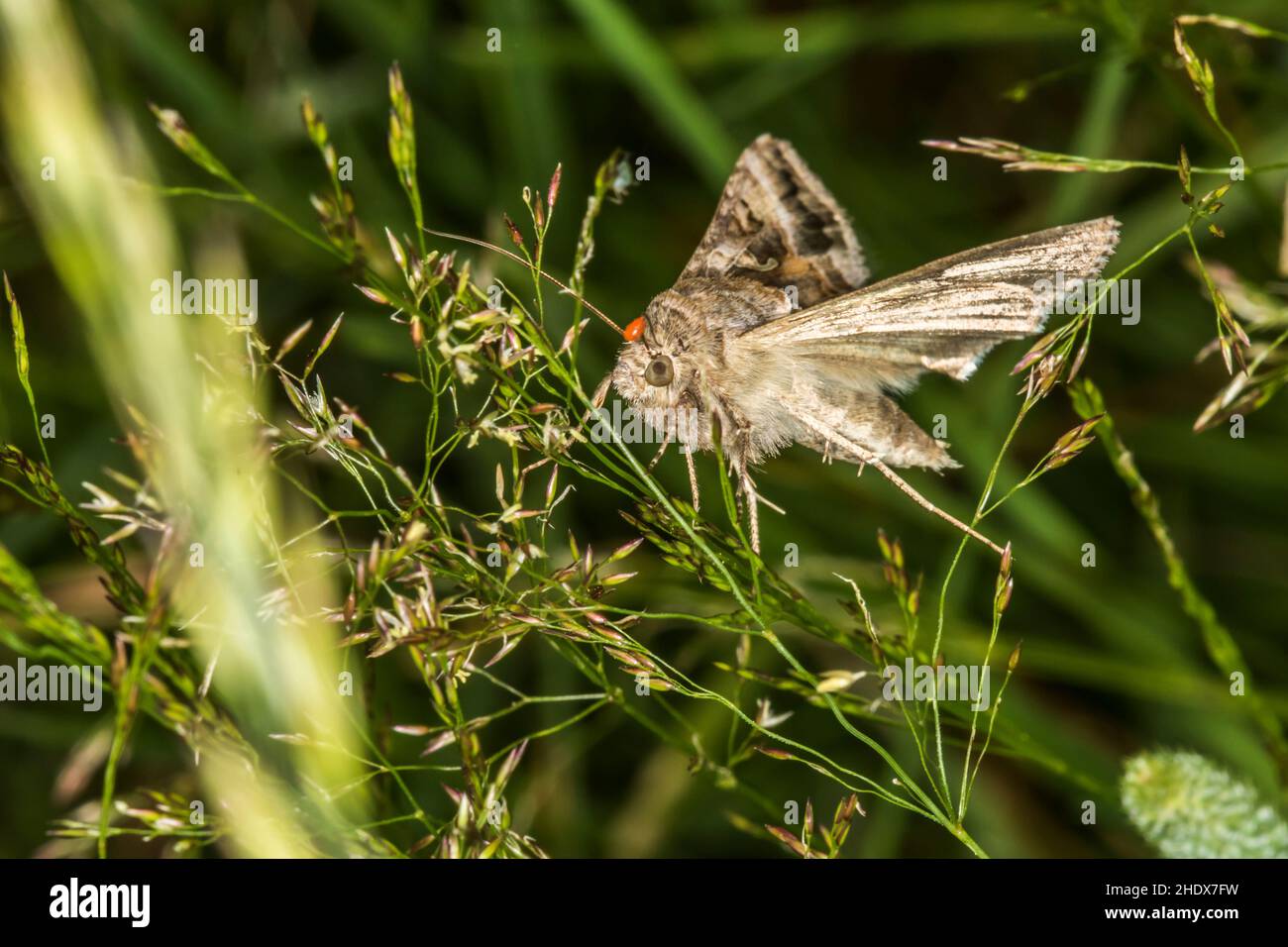 silver y, moth, silver ies, moths Stock Photo - Alamy
