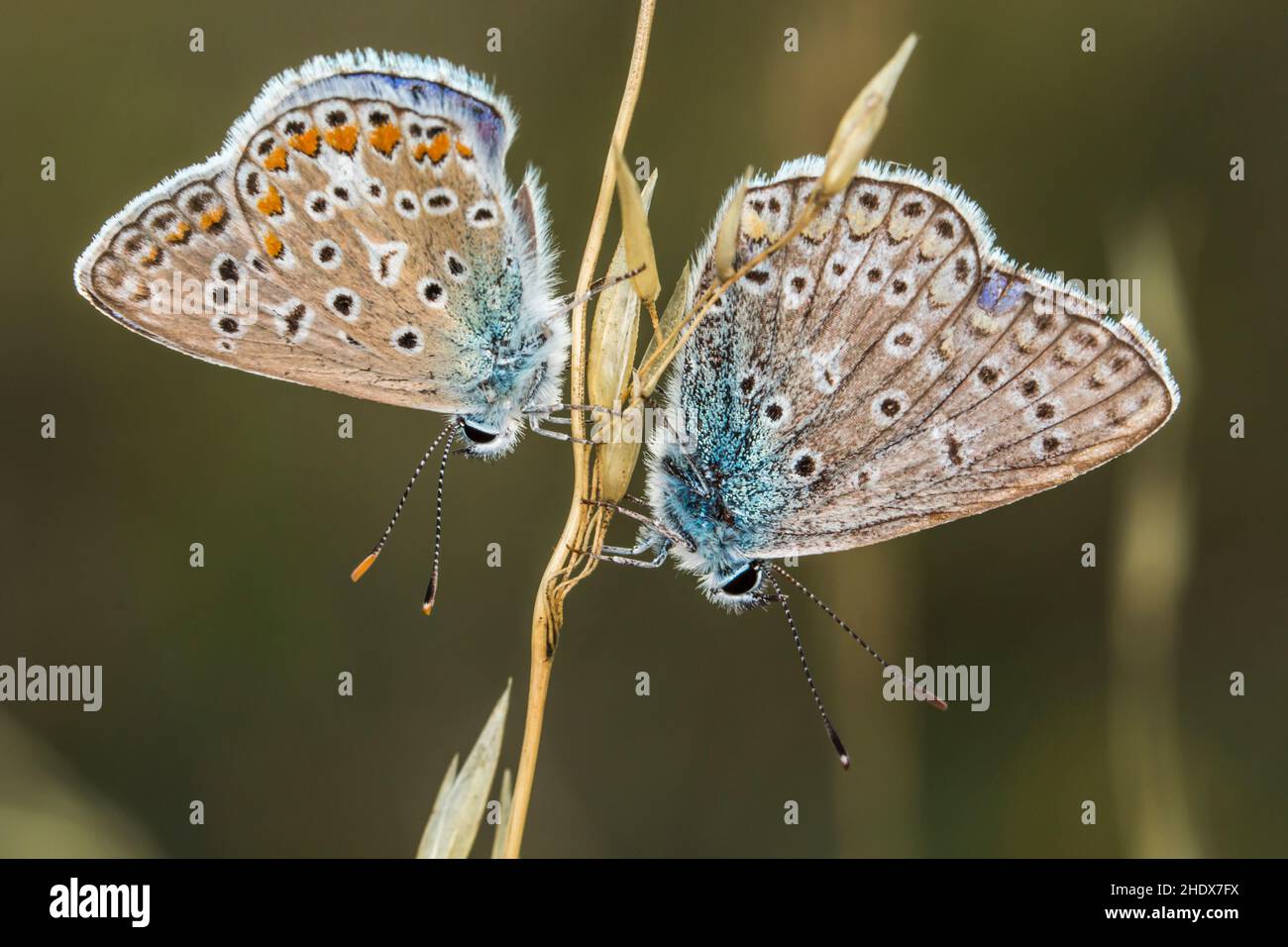 butterfly, animal couple, blue butterfly, butterflies, animal couples ...