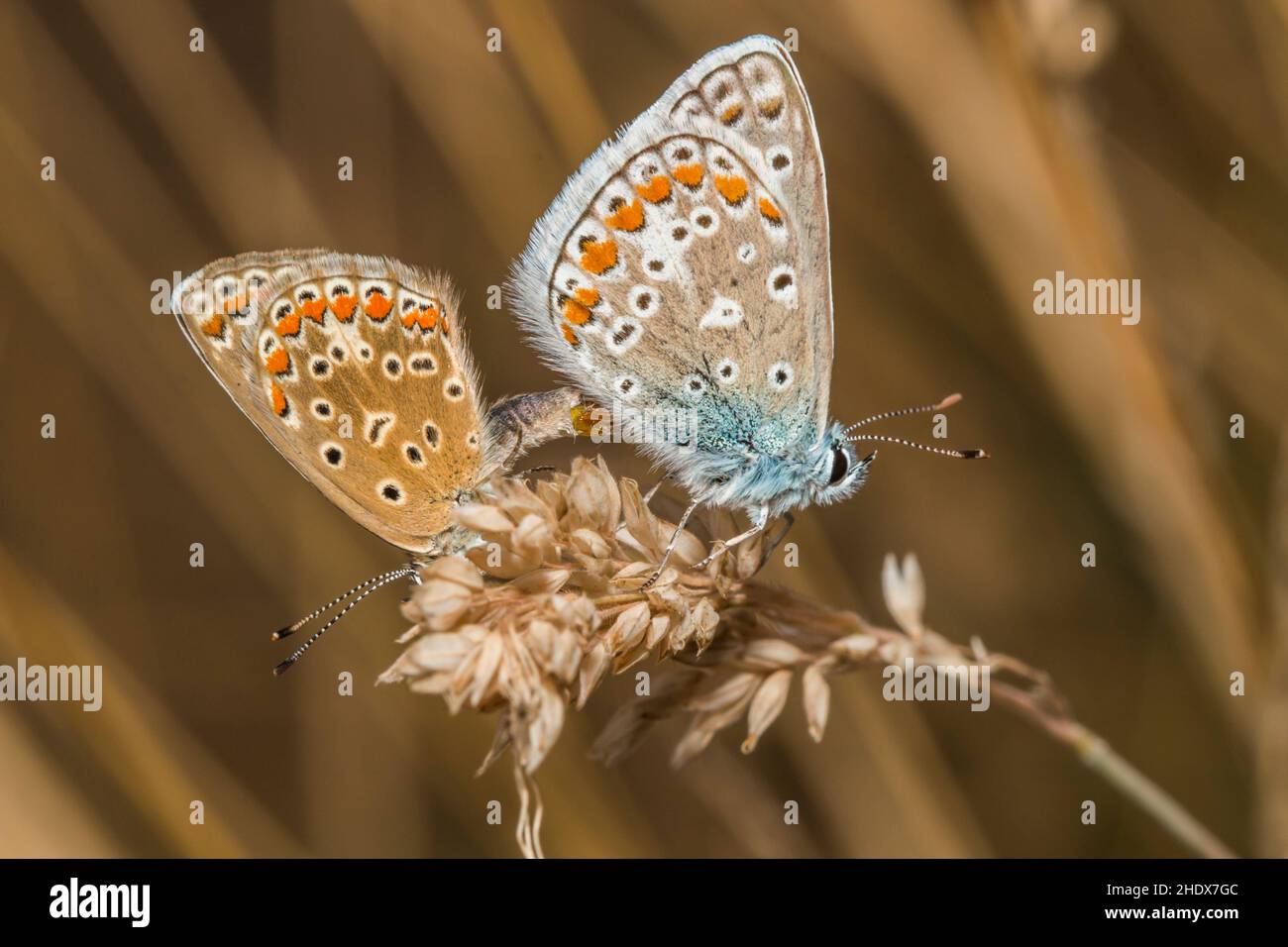 butterfly, animal couple, blue butterfly, butterflies, animal couples ...