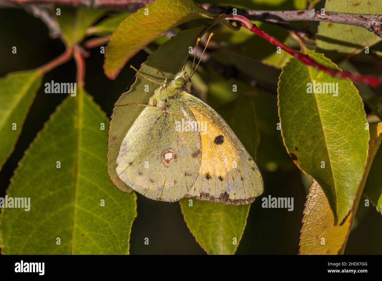 butterfly, golden eight, butterflies Stock Photo - Alamy