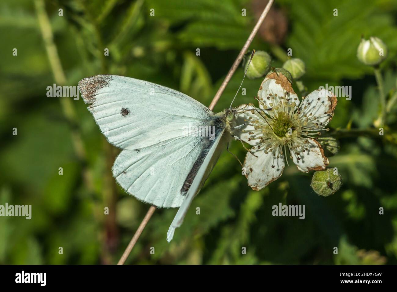 Small white insects hi-res stock photography and images - Alamy