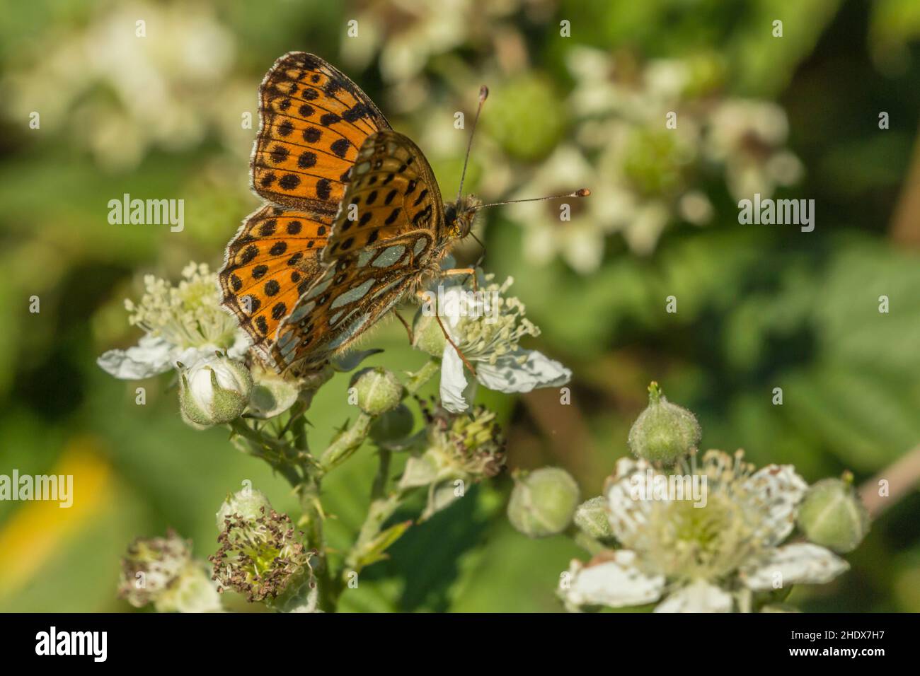 spotted, fritillary butterfly, spotteds, fritillary butterflies Stock ...