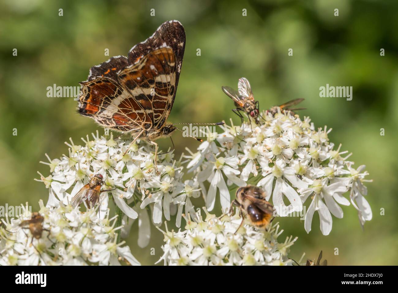 butterfly, nectar, map butterfly, butterflies, nectars, map butterflies ...