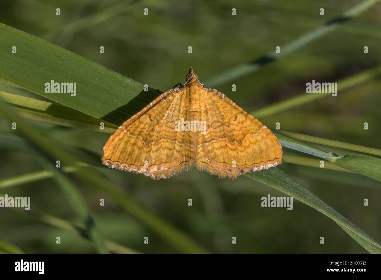 moth, yellow shell, moths Stock Photo - Alamy