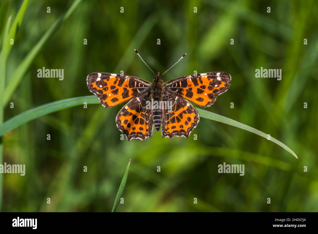 butterfly, map butterfly, butterflies, map butterflies Stock Photo - Alamy