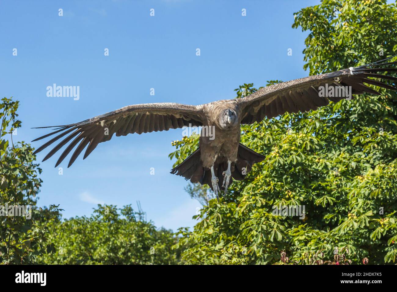 Flying black hi-res stock photography and images - Alamy
