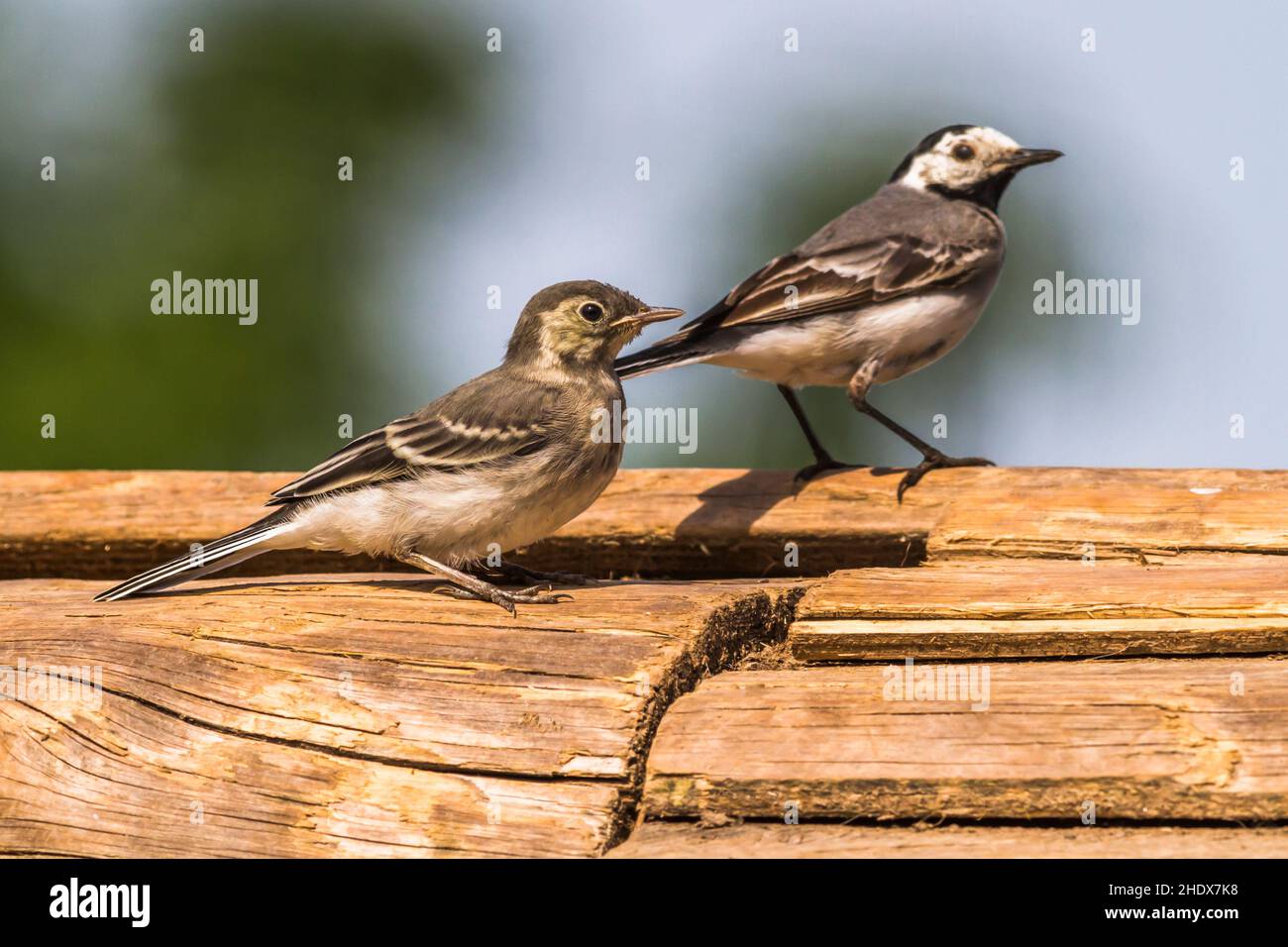 Two wagtails hi-res stock photography and images - Alamy