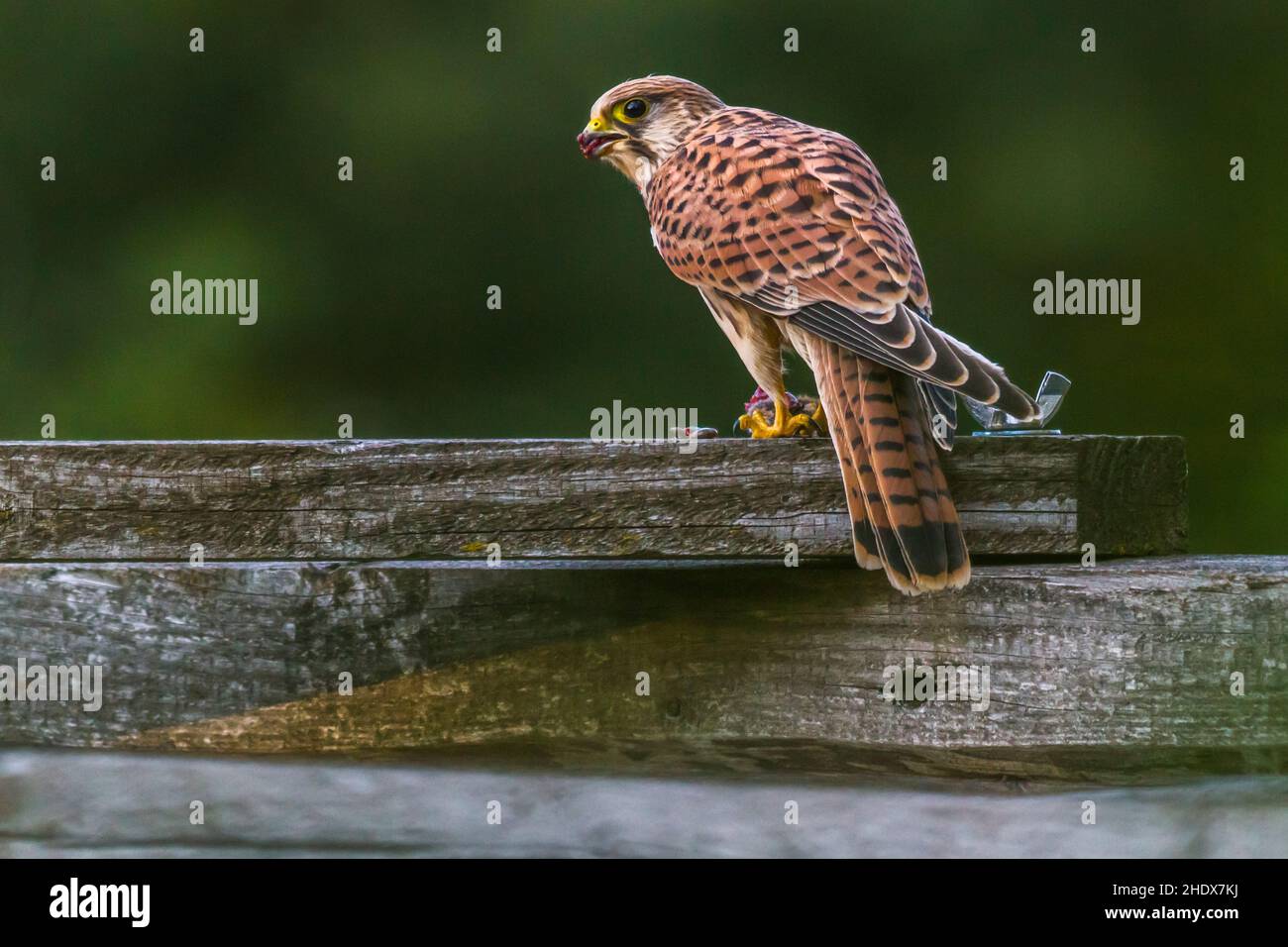 feeding, falcon, feed, feedings, falcons Stock Photo - Alamy