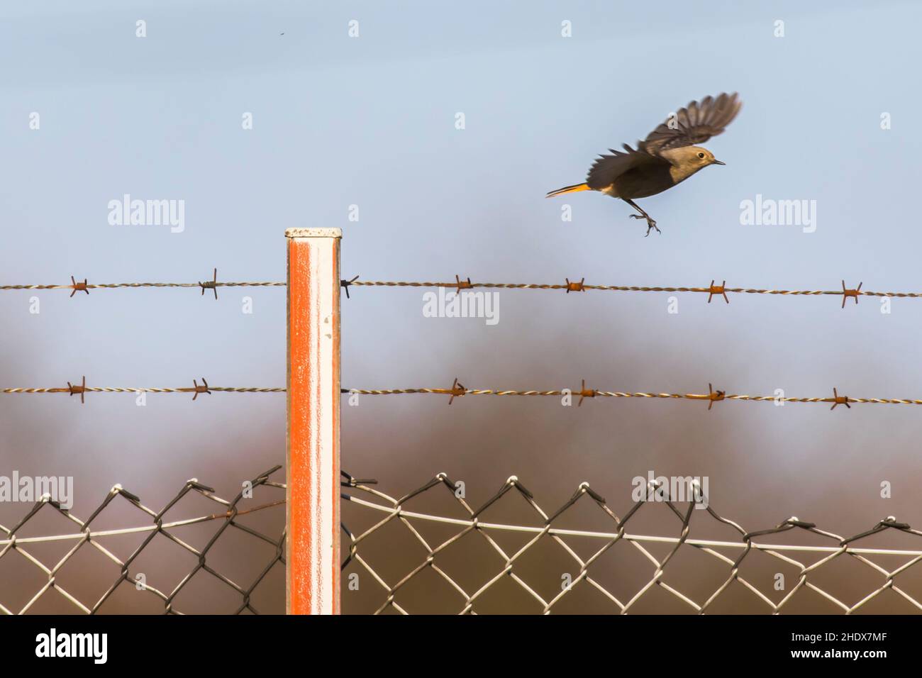 Flying wires hi-res stock photography and images - Alamy