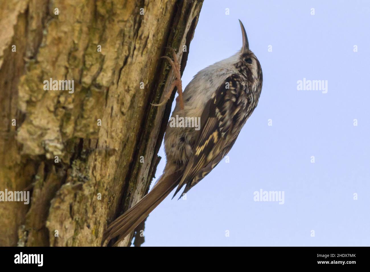tree creeper, forest tree runner Stock Photo - Alamy