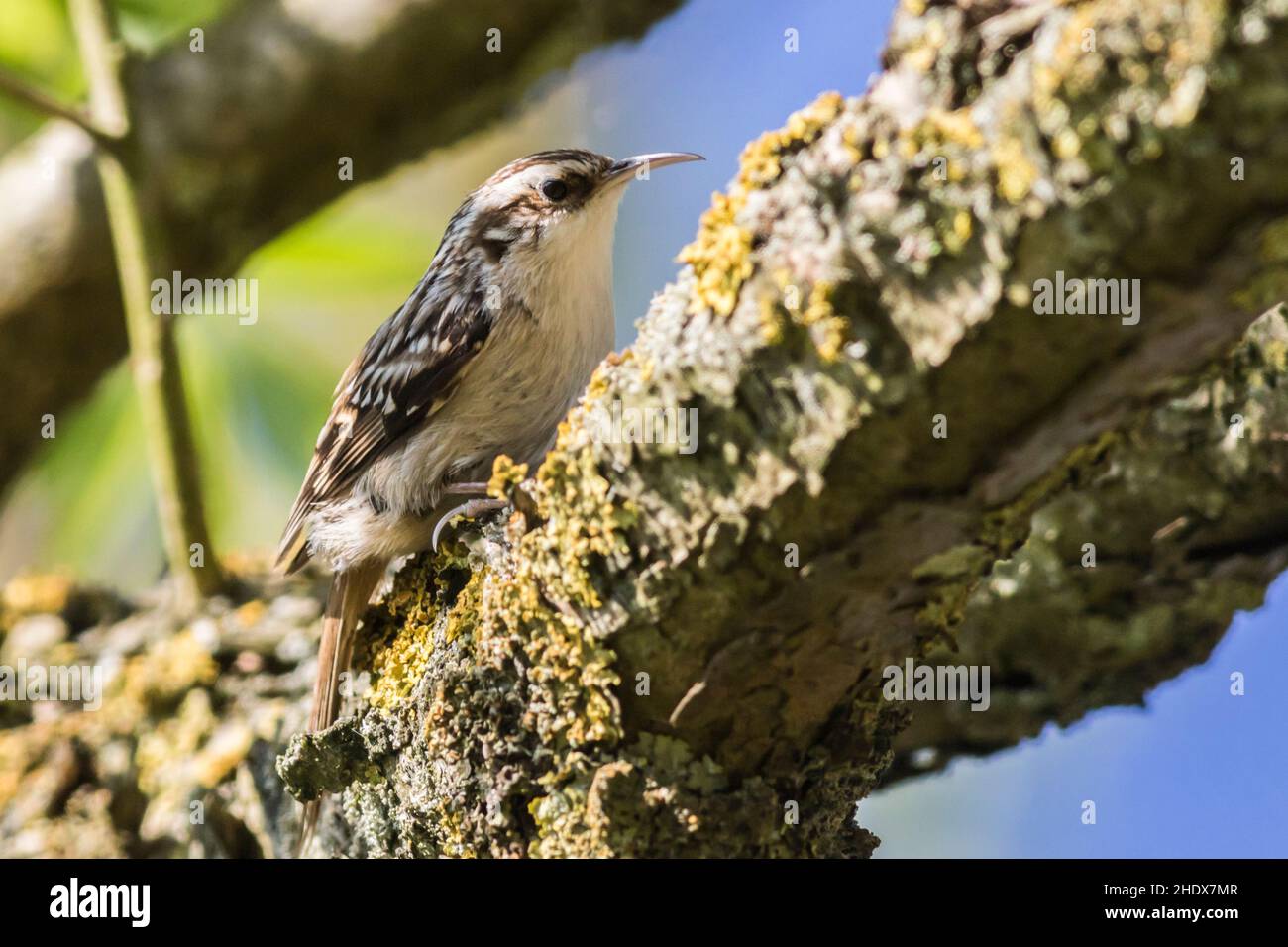 tree creeper, forest tree runner Stock Photo - Alamy