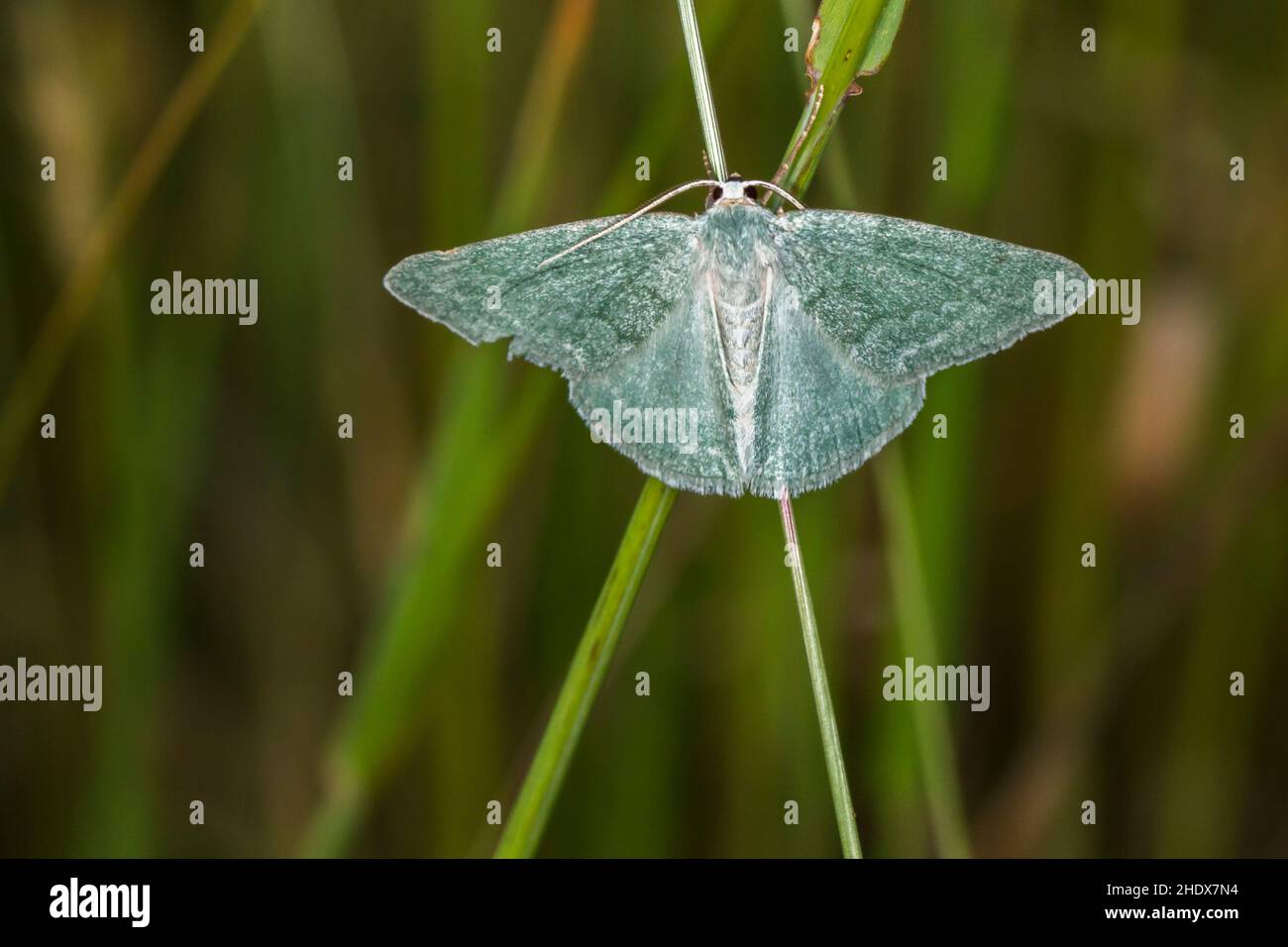 Grass emerald moth hi-res stock photography and images - Alamy
