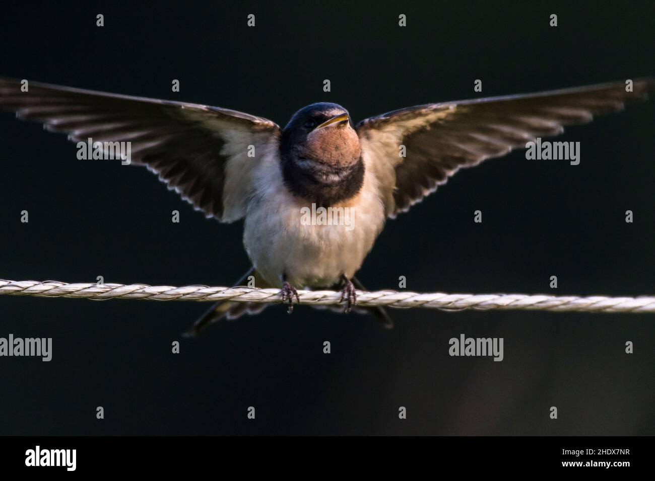 barn swallow, barn swallows Stock Photo - Alamy