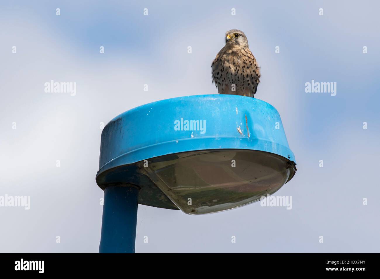 Kestrel plumage hi-res stock photography and images - Alamy