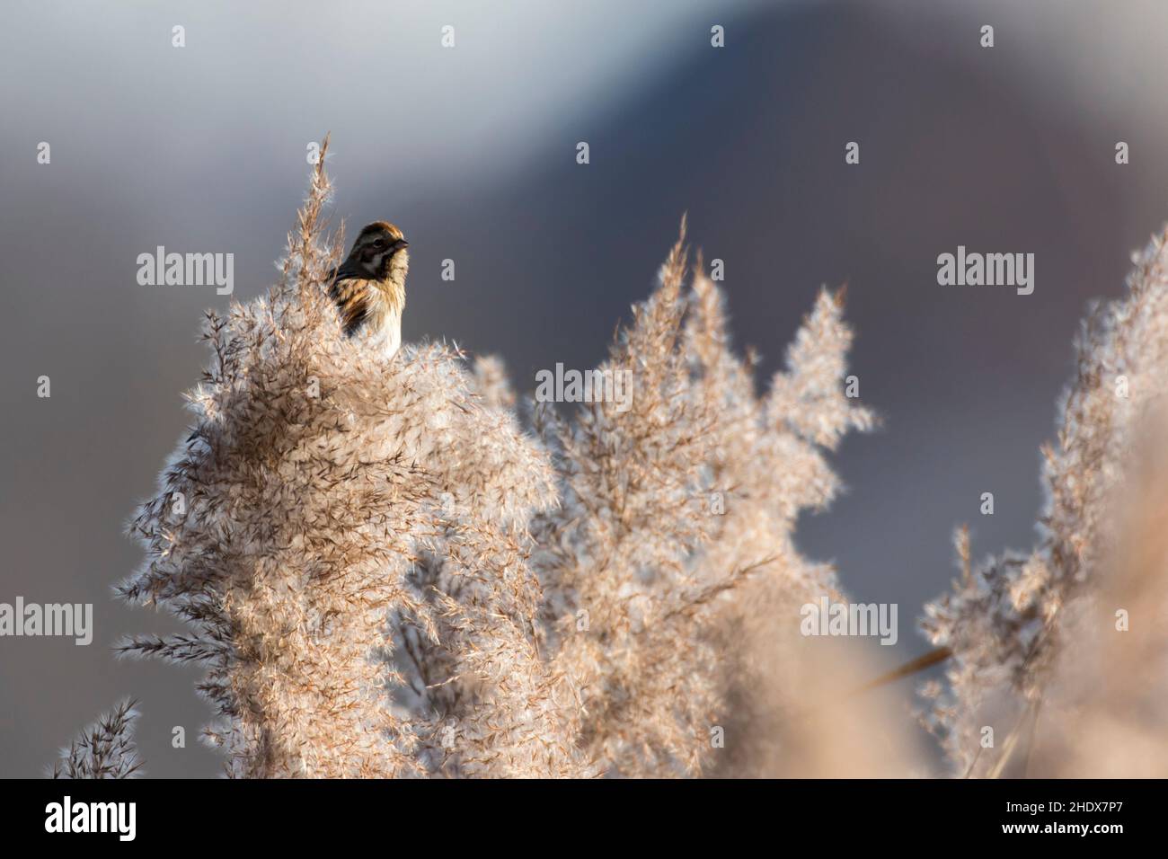 common reed bunting, emberiza schoeniclus, reed bunting Stock Photo - Alamy