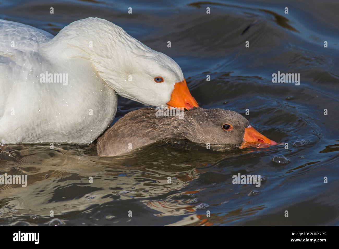 2 gooses hi-res stock photography and images - Alamy