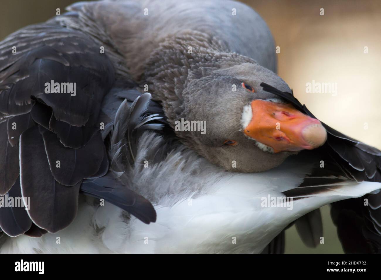 goose, plumage, cleaning, gooses, plumages, clean up, purgation, purge ...