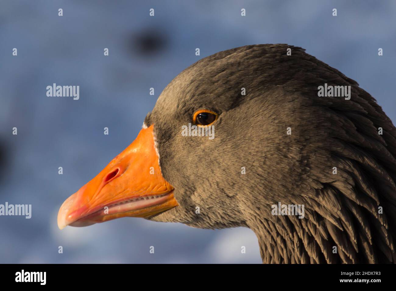 animal portrait, domestic goose, animal portraits, domestic gooses ...