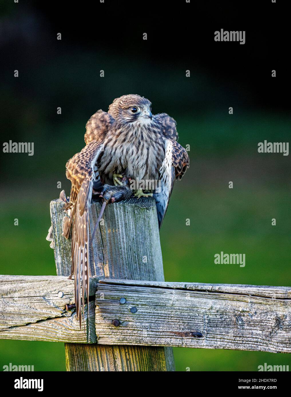 Raptor with mouse hi-res stock photography and images - Alamy