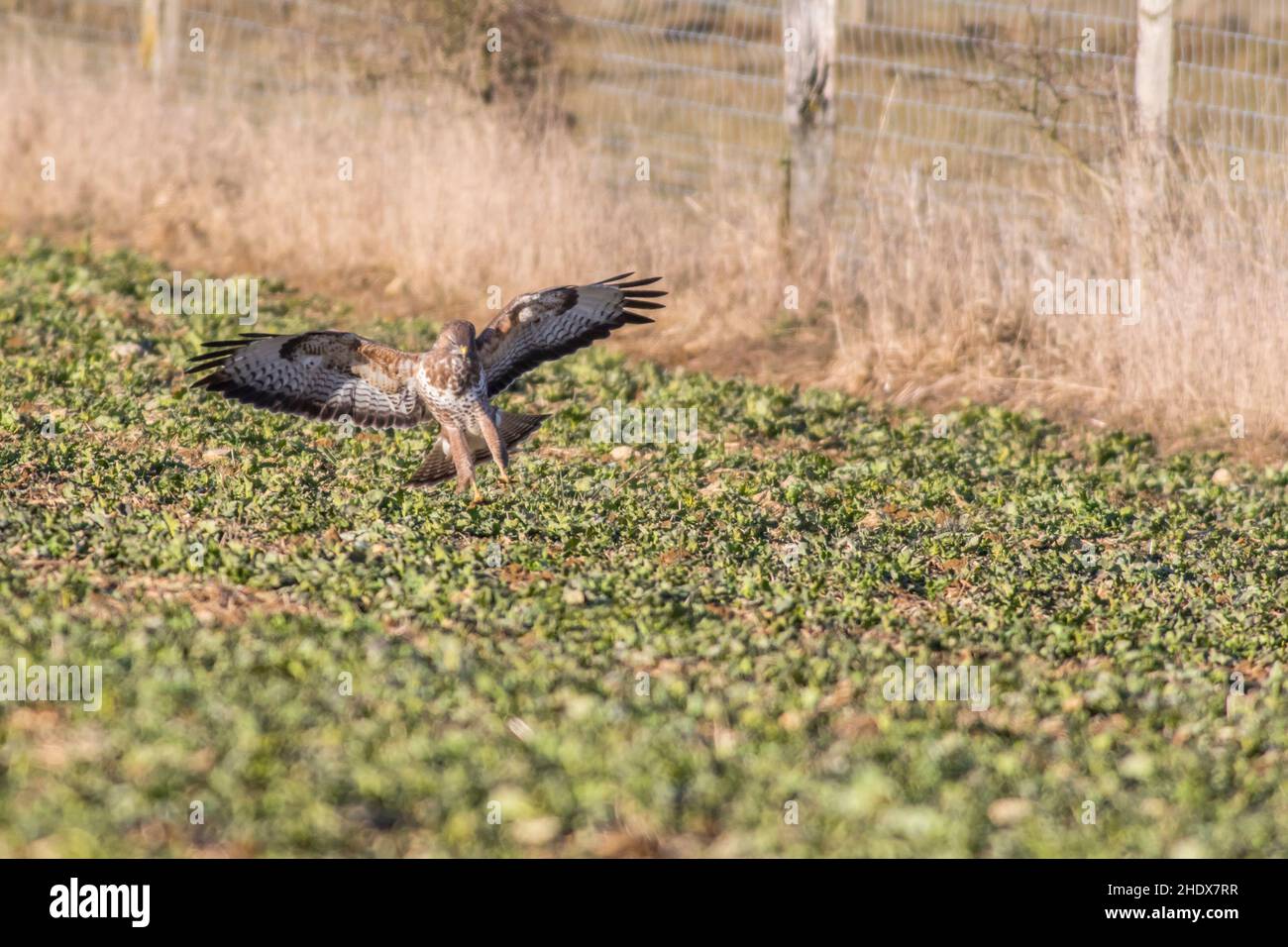 Buzzards eating hi-res stock photography and images - Alamy