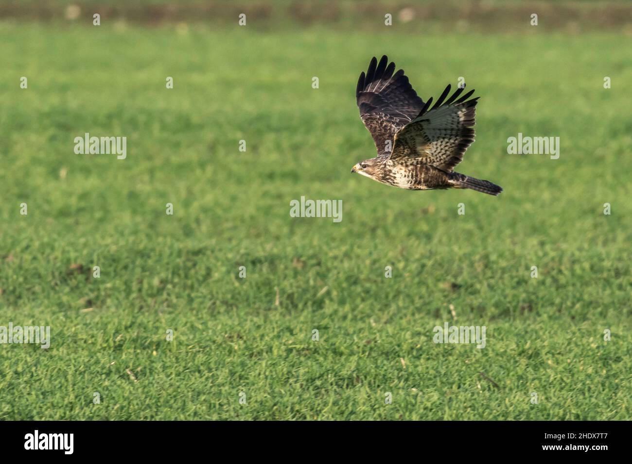 buzzard, animals hunting, buzzards Stock Photo - Alamy