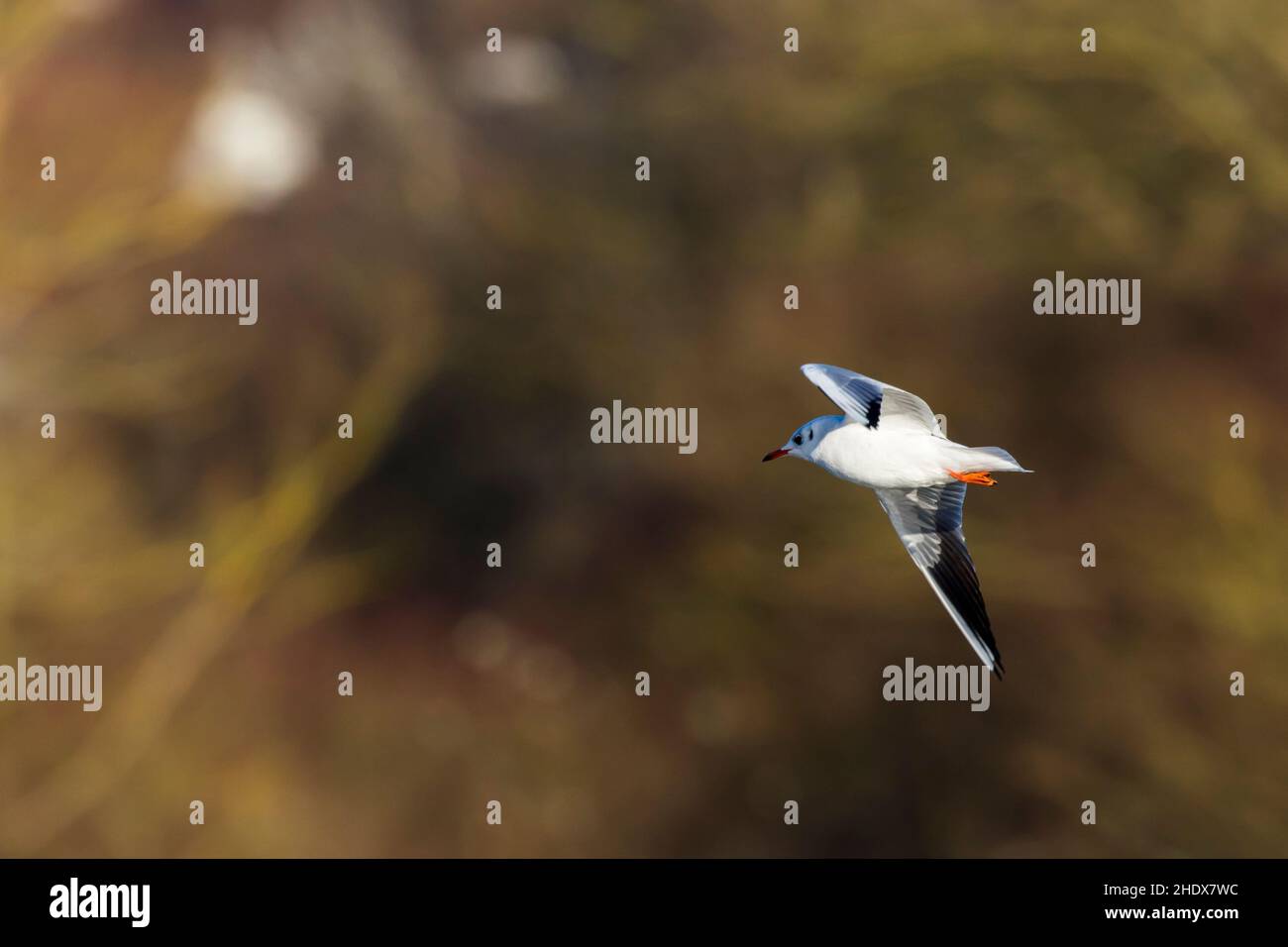 flying, gull, fly, to fly, gulls Stock Photo - Alamy