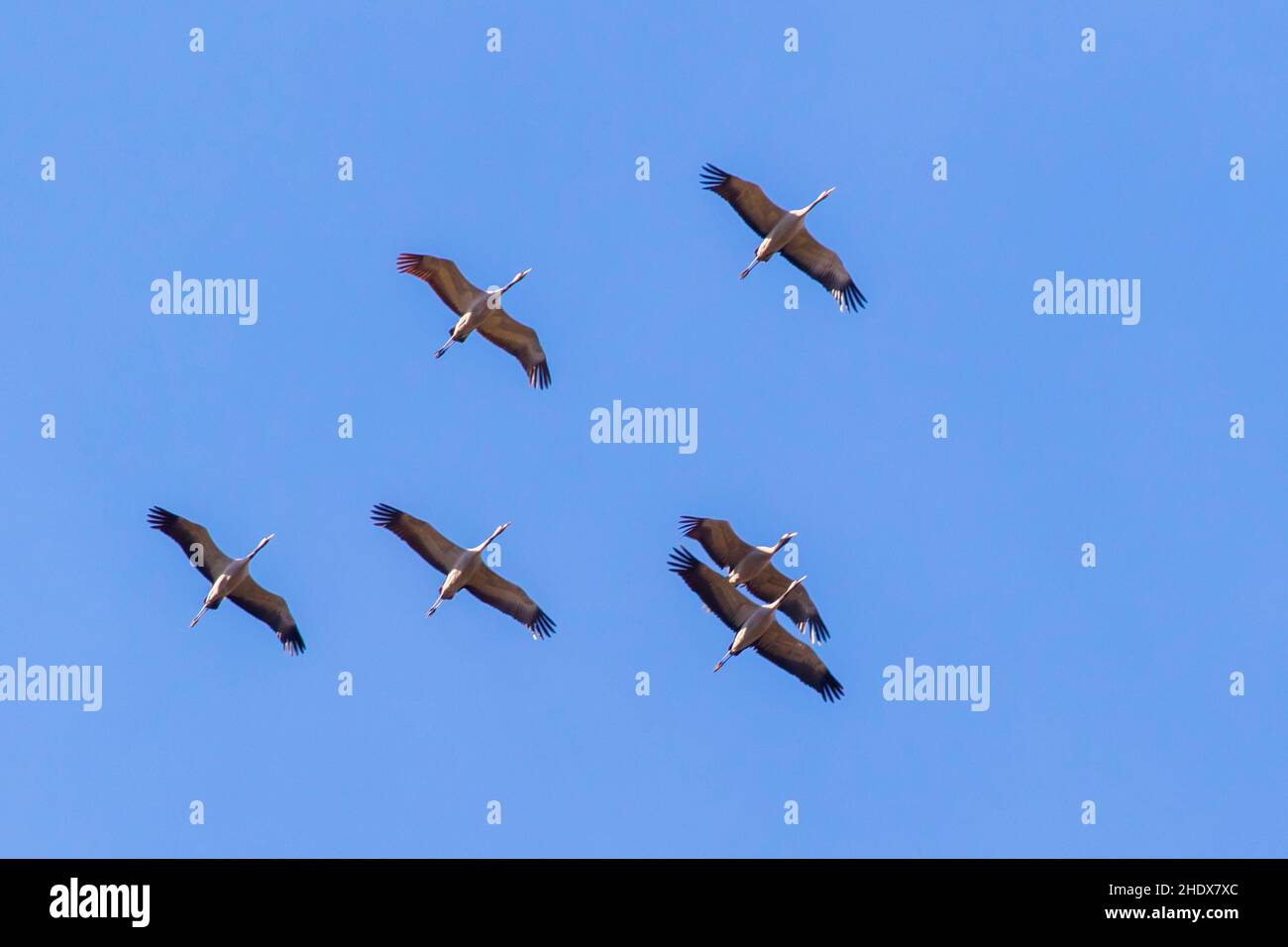 common crane, common cranes Stock Photo - Alamy