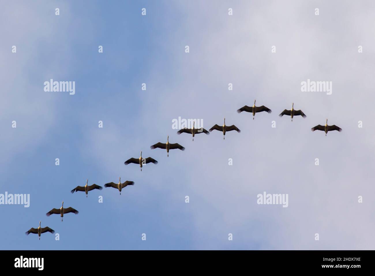 crane, migratory, formation flying, cranes, migratories Stock Photo - Alamy