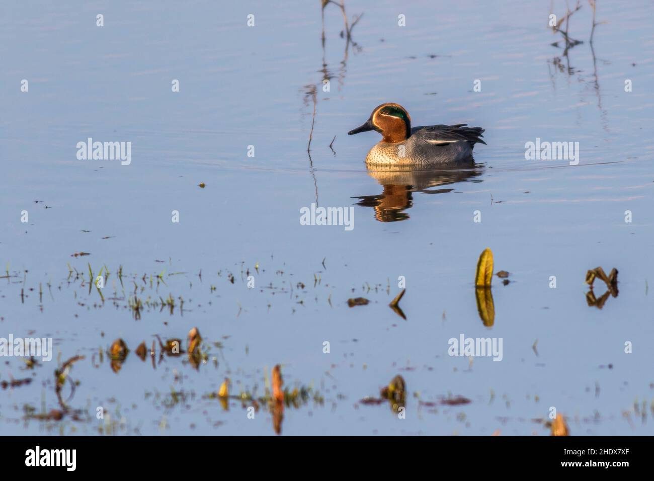 common teal, common teals Stock Photo - Alamy
