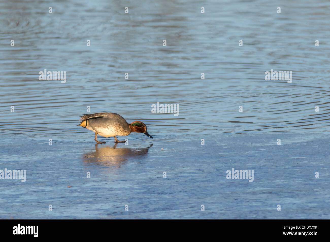foraging, common teal, common teals Stock Photo - Alamy