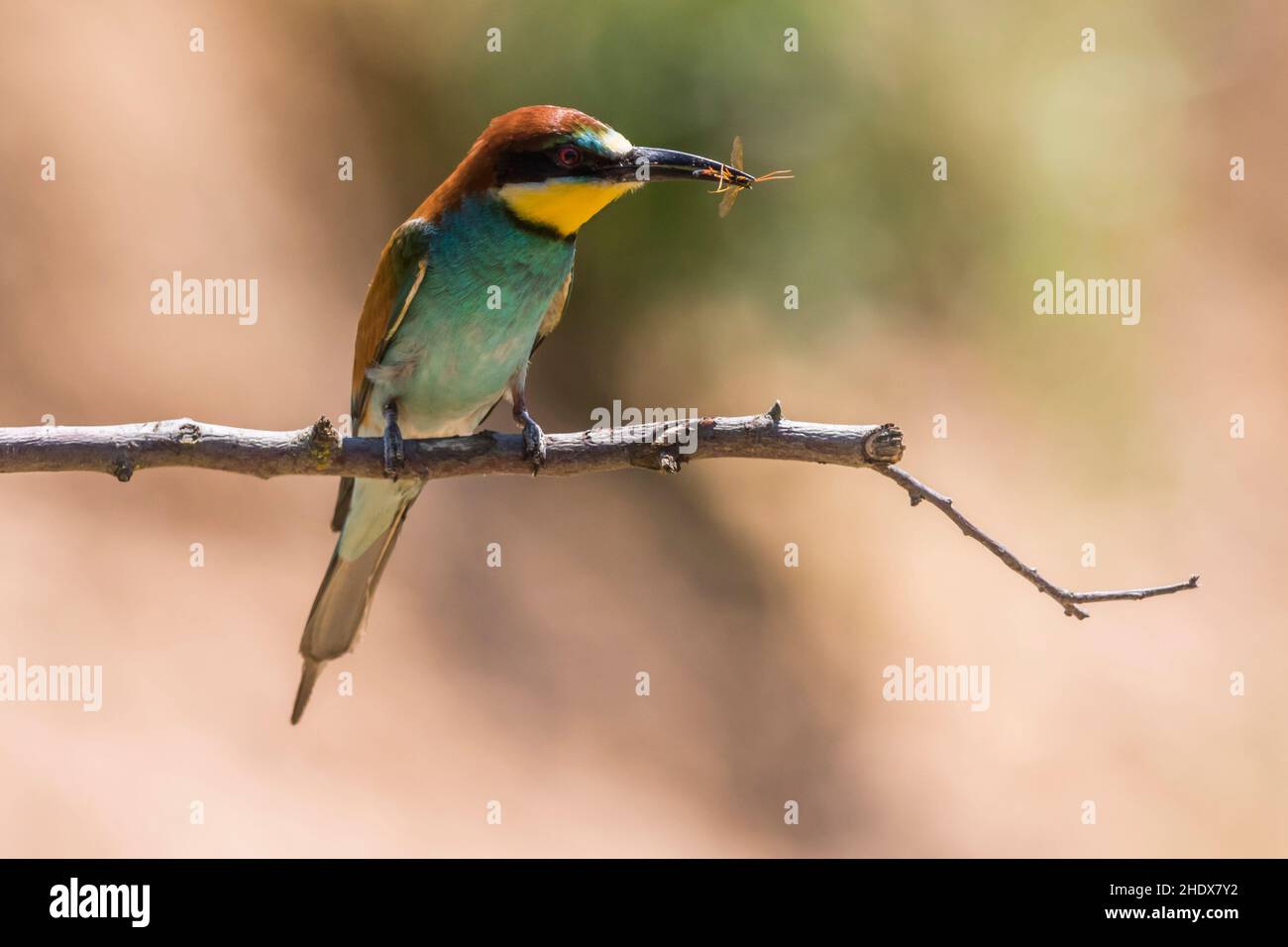 bee, fodder, European bee-eater, bees, fodders Stock Photo - Alamy