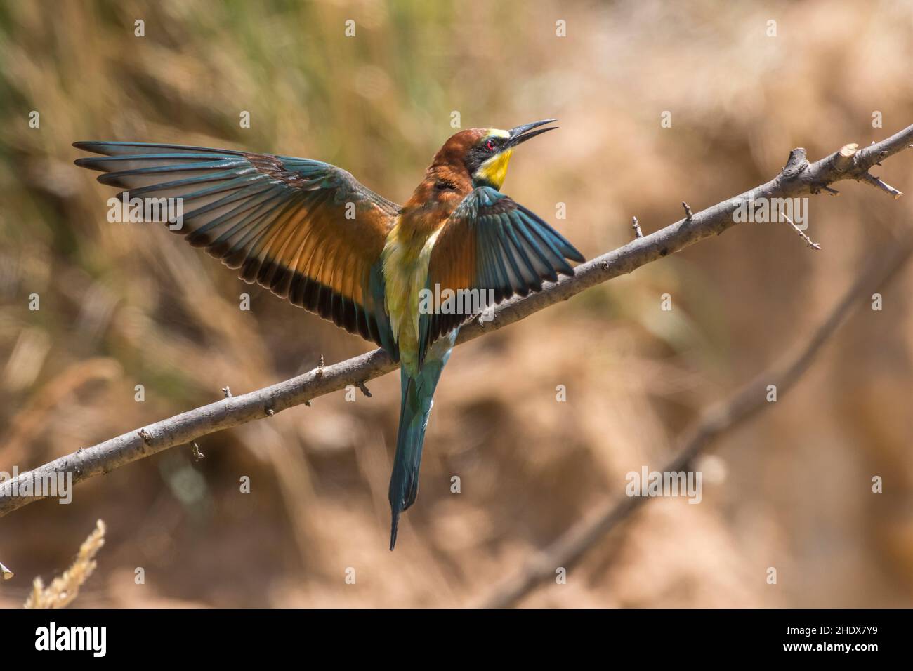 Bee eater wings hi-res stock photography and images - Alamy