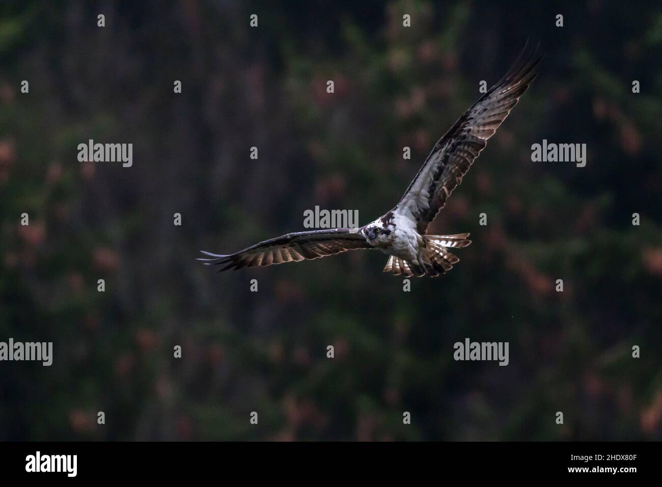 flying, osprey, fly, to fly Stock Photo - Alamy