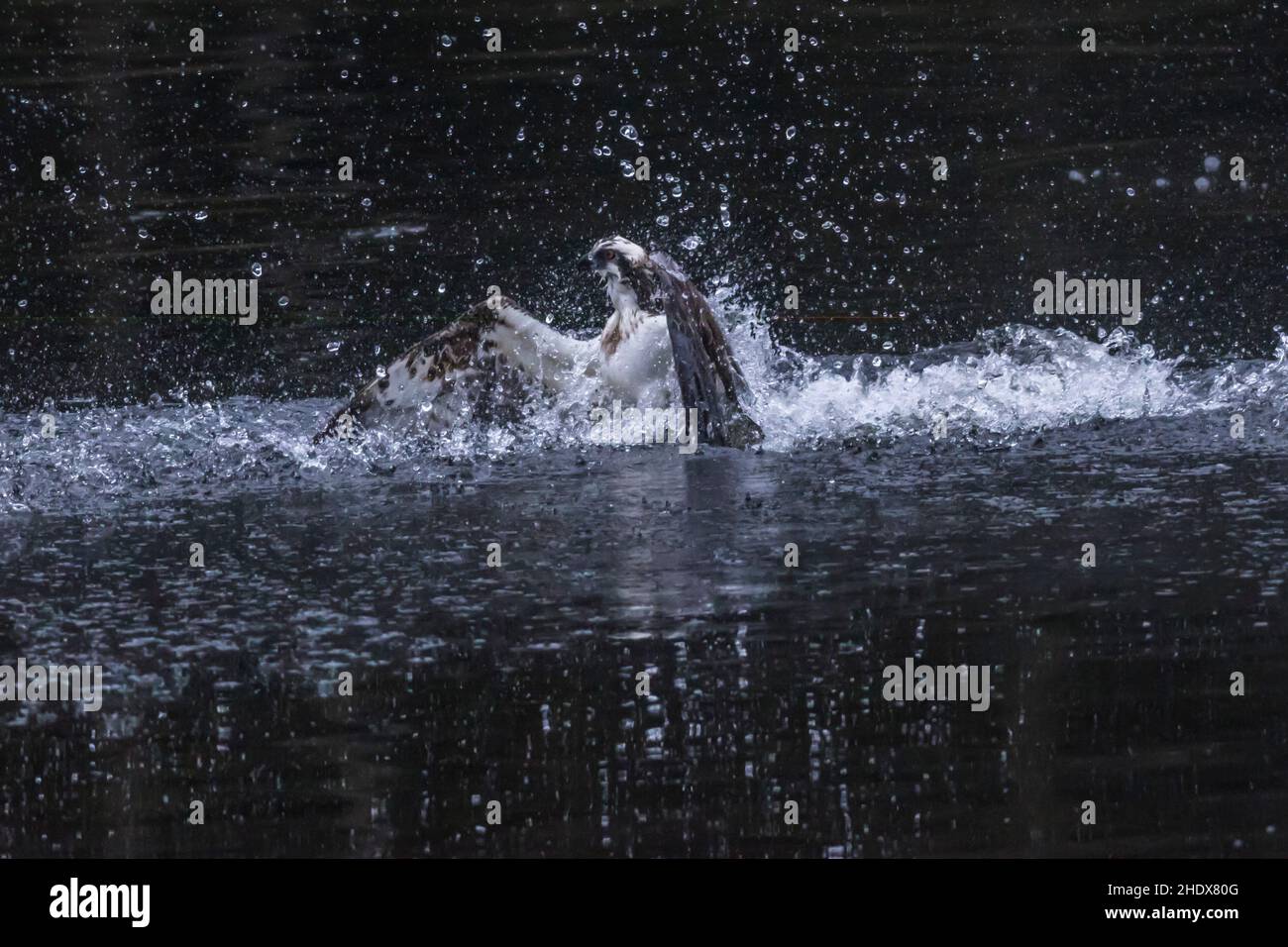 catching prey, osprey, catching preys Stock Photo - Alamy