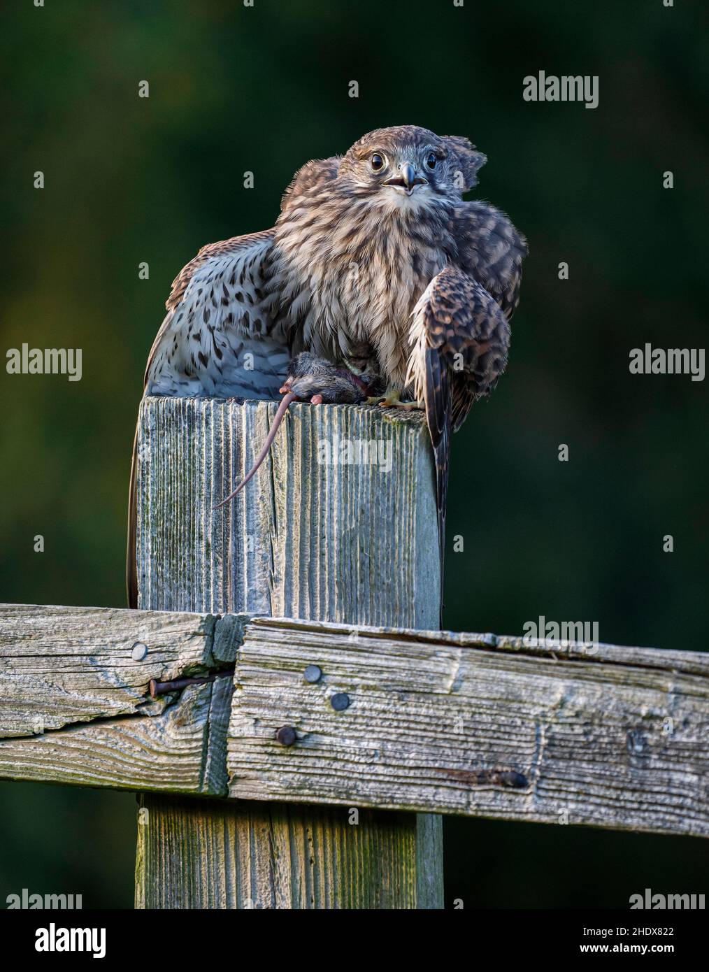 Raptor with mouse hi-res stock photography and images - Alamy