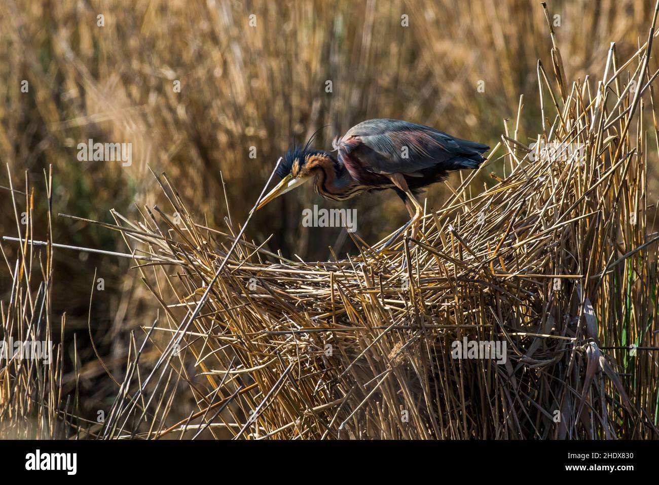 purple heron, purple herons Stock Photo - Alamy