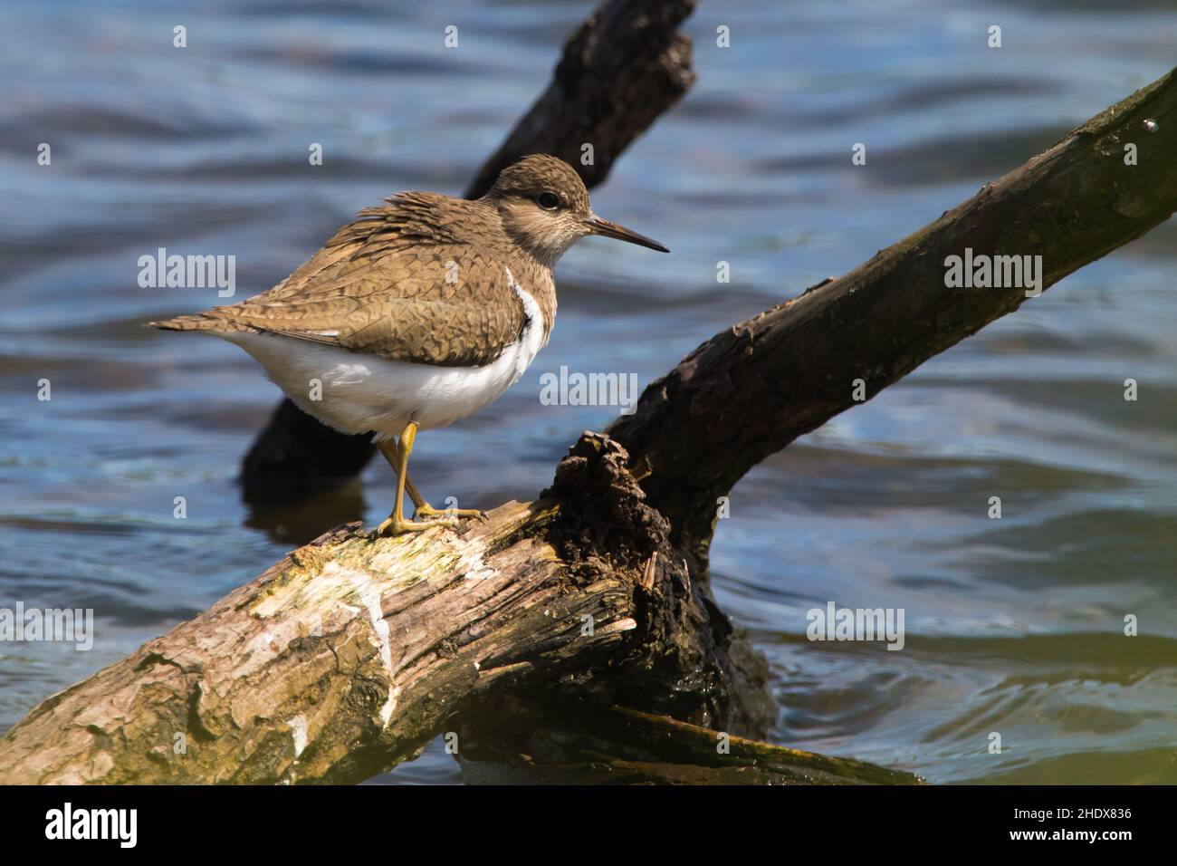 snipe, common sandpiper, snipes Stock Photo - Alamy