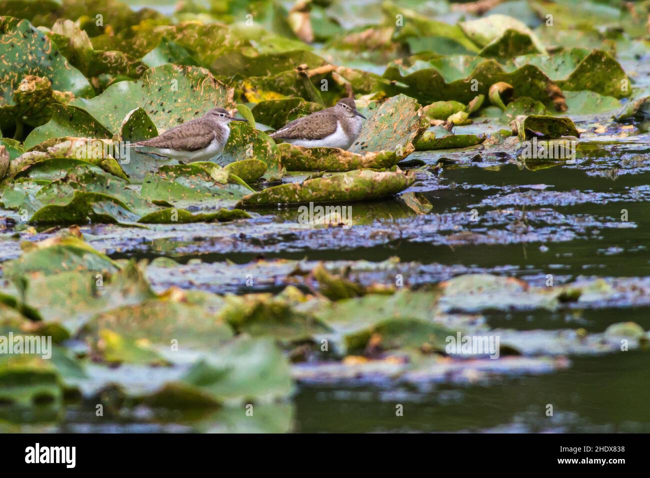 snipe, common sandpiper, snipes Stock Photo - Alamy