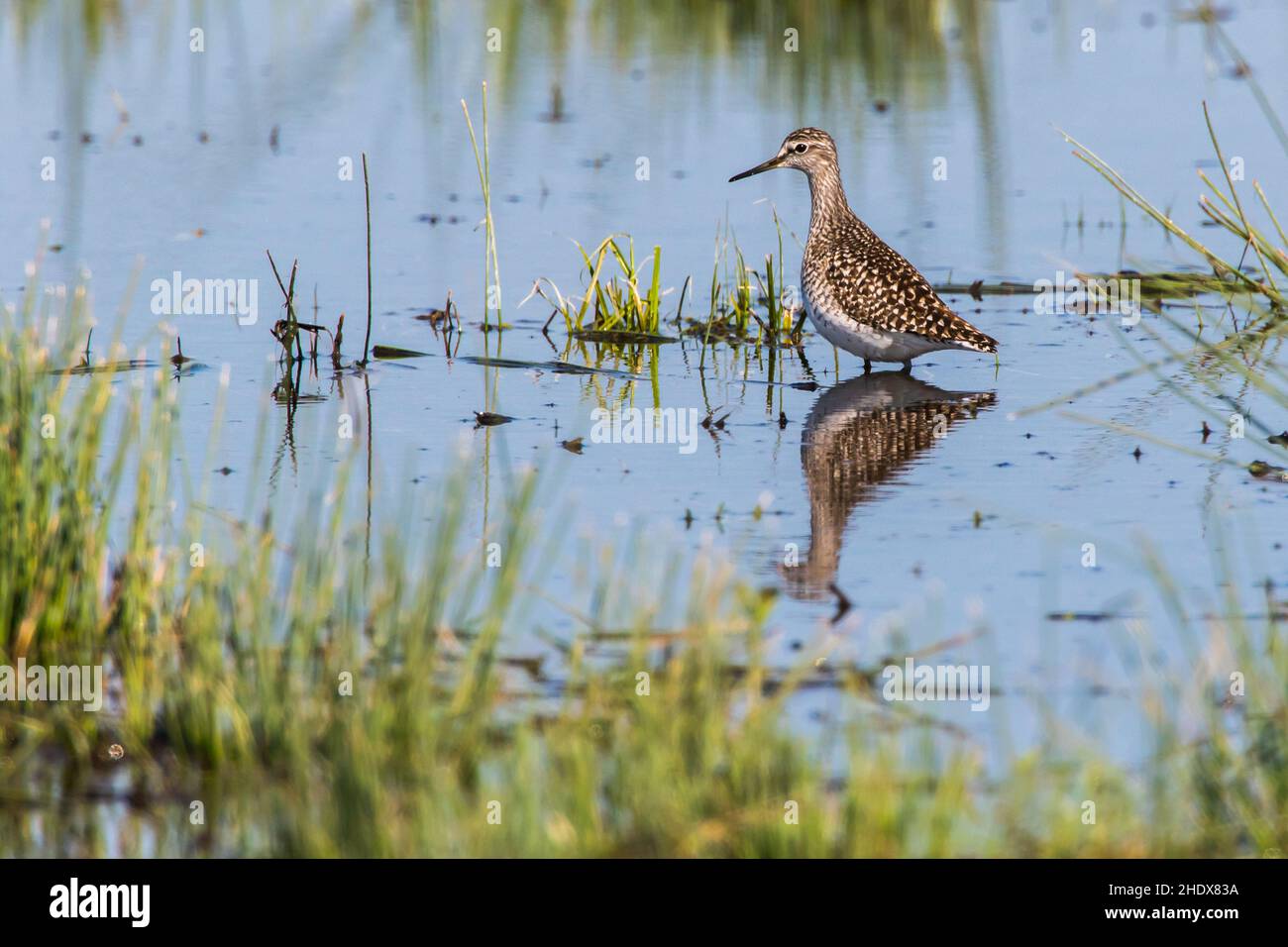 Snipe snipes hi-res stock photography and images - Alamy