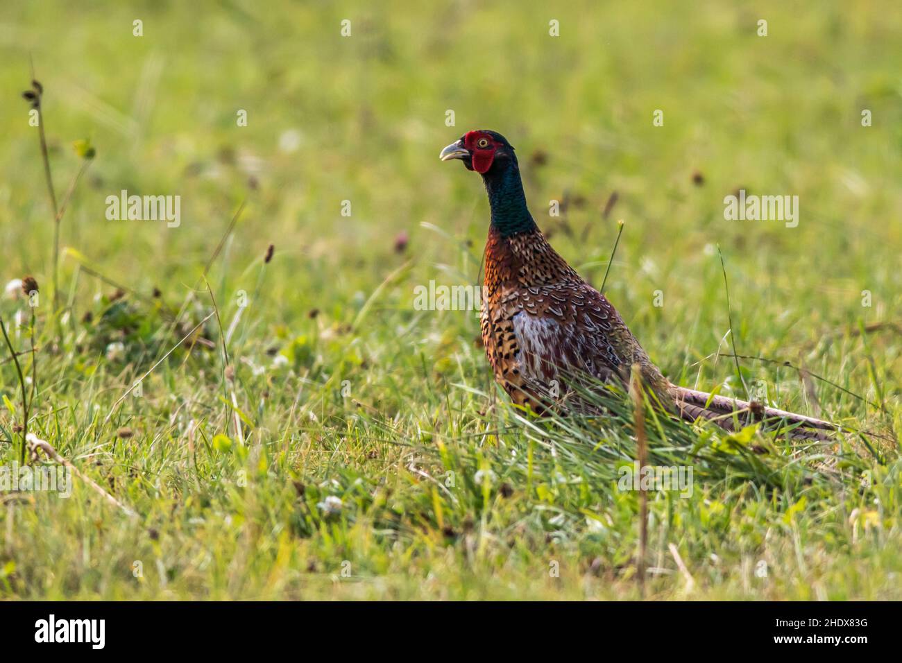 common pheasant, pheasants Stock Photo - Alamy