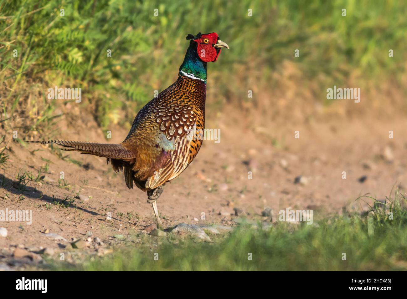 common pheasant, pheasants Stock Photo - Alamy